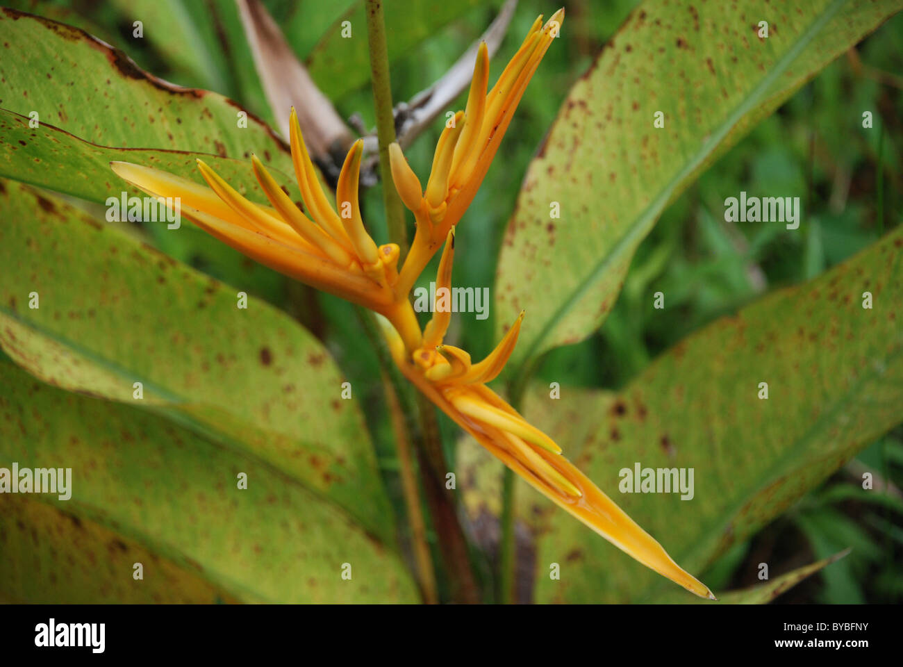 Bird of Paradise Flower- member of the Strelitzia family Stock Photo ...