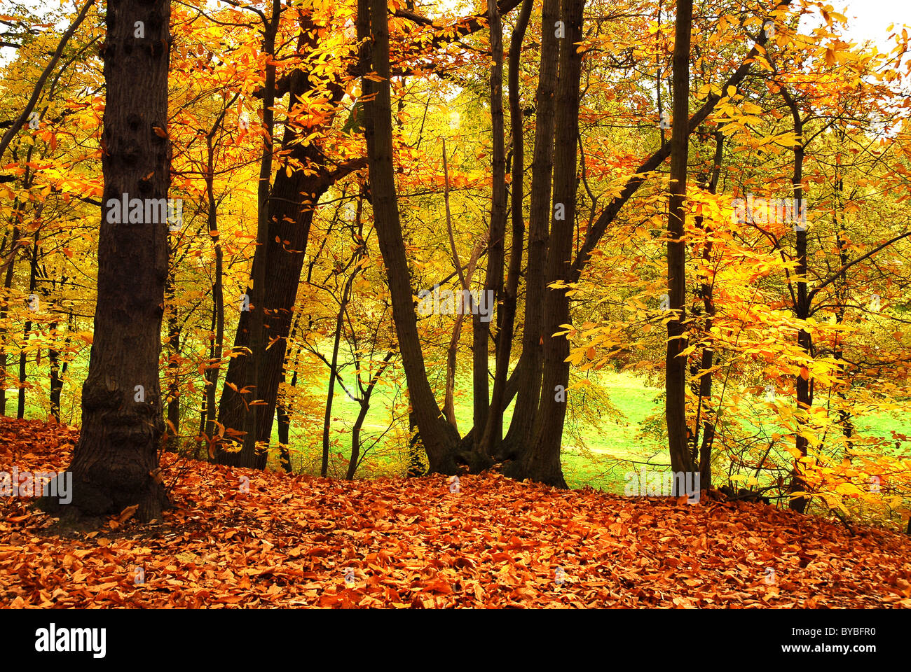 France forest meudon hi-res stock photography and images - Alamy