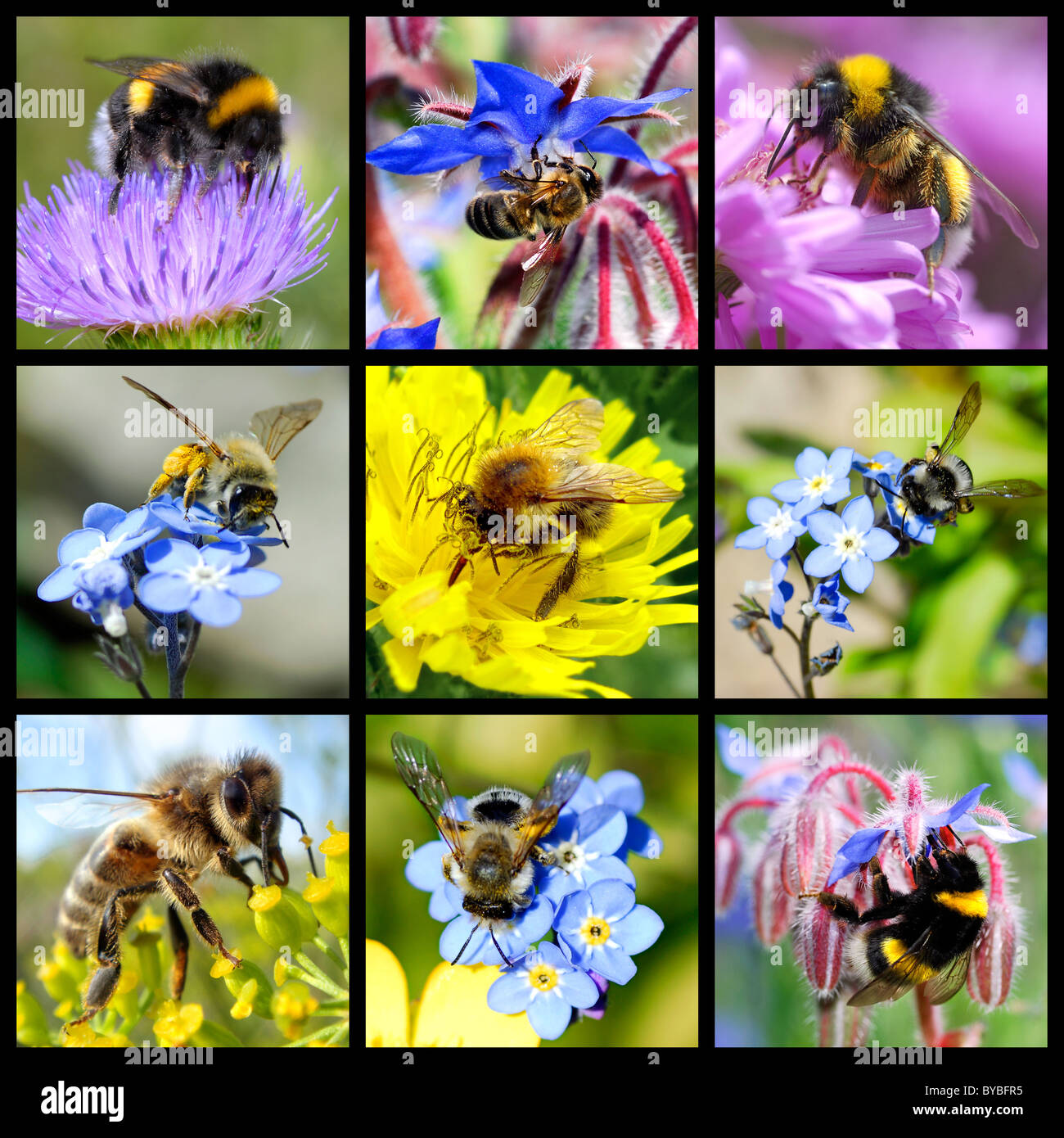 Nine mosaic photos bees and bumblebees feeding flowers Stock Photo - Alamy