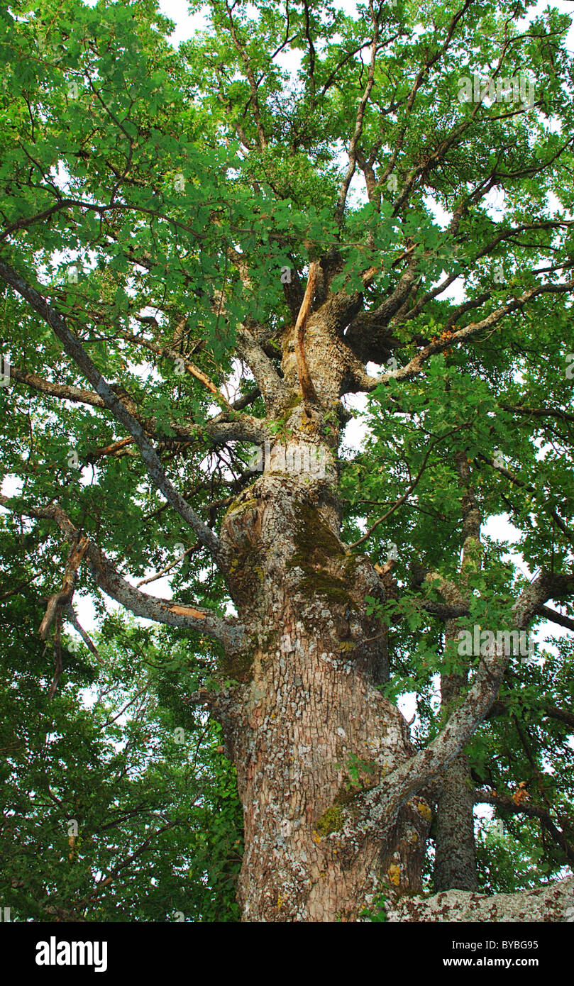 Secular oak tree Stock Photo - Alamy