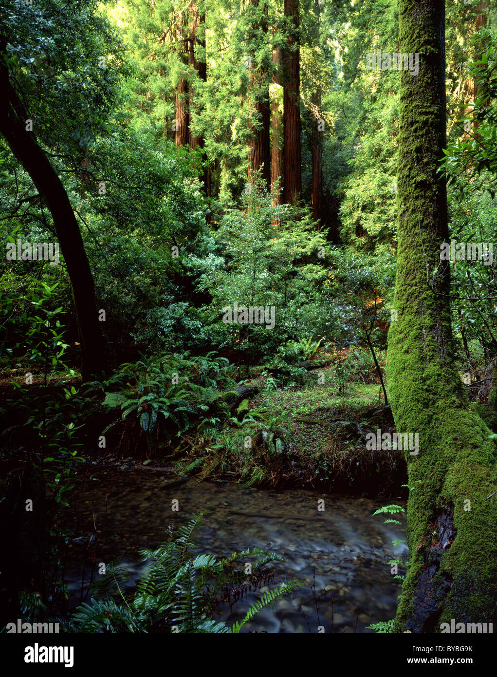 Fern Creek, Muir Woods National Monument, California Stock Photo - Alamy