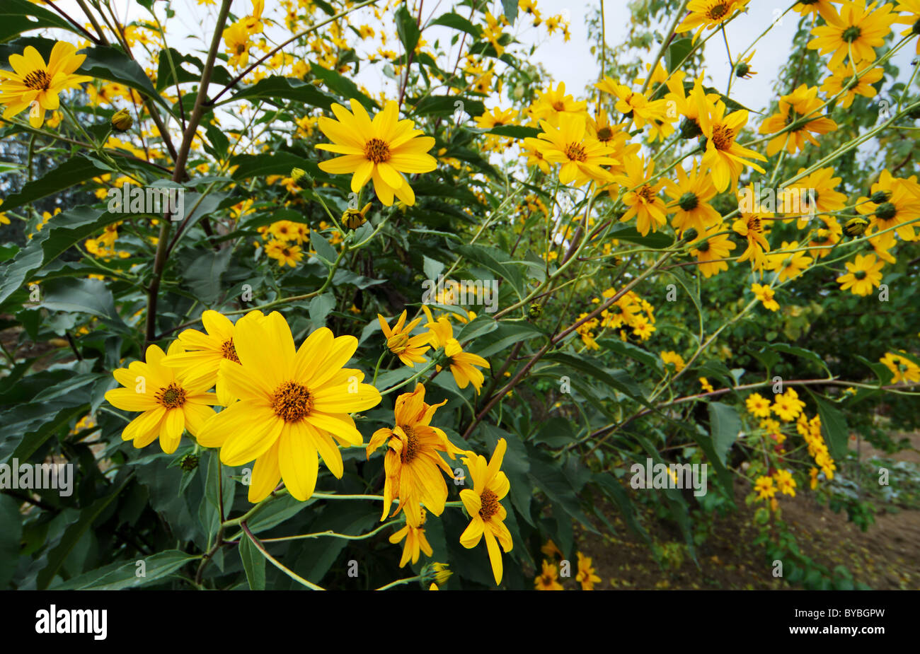 Row of wild yellow autumnal flower Stock Photo - Alamy