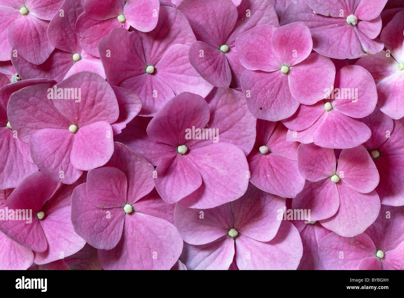 Background with fresh pink Hydrangea flowers Stock Photo - Alamy