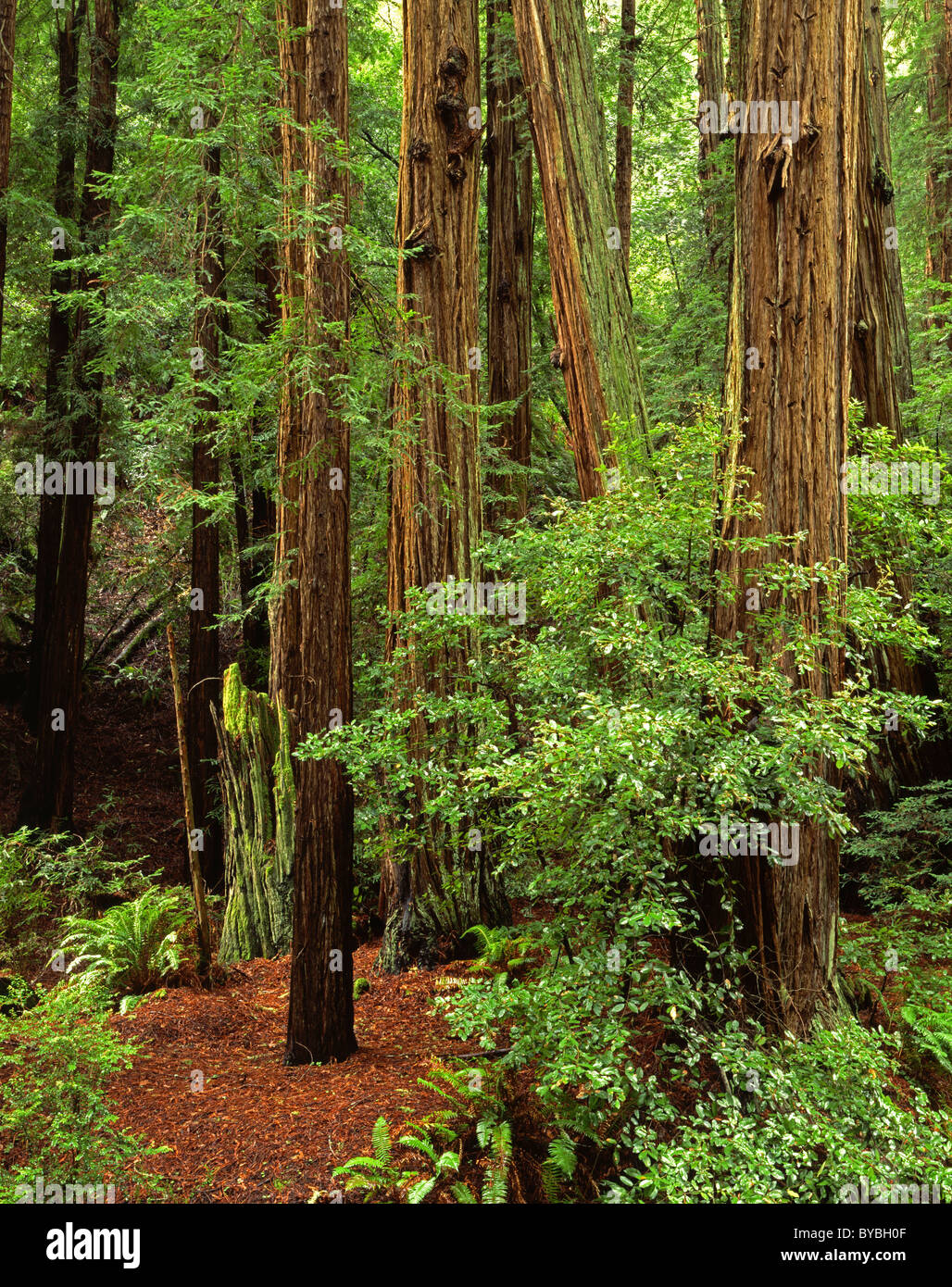 Redwood Forest, Muir Woods National Monument, California Stock Photo ...