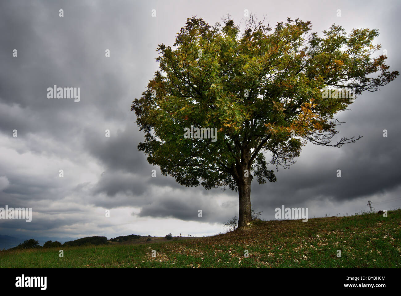Landscape with lonely tree and dark stormy sky Stock Photo - Alamy