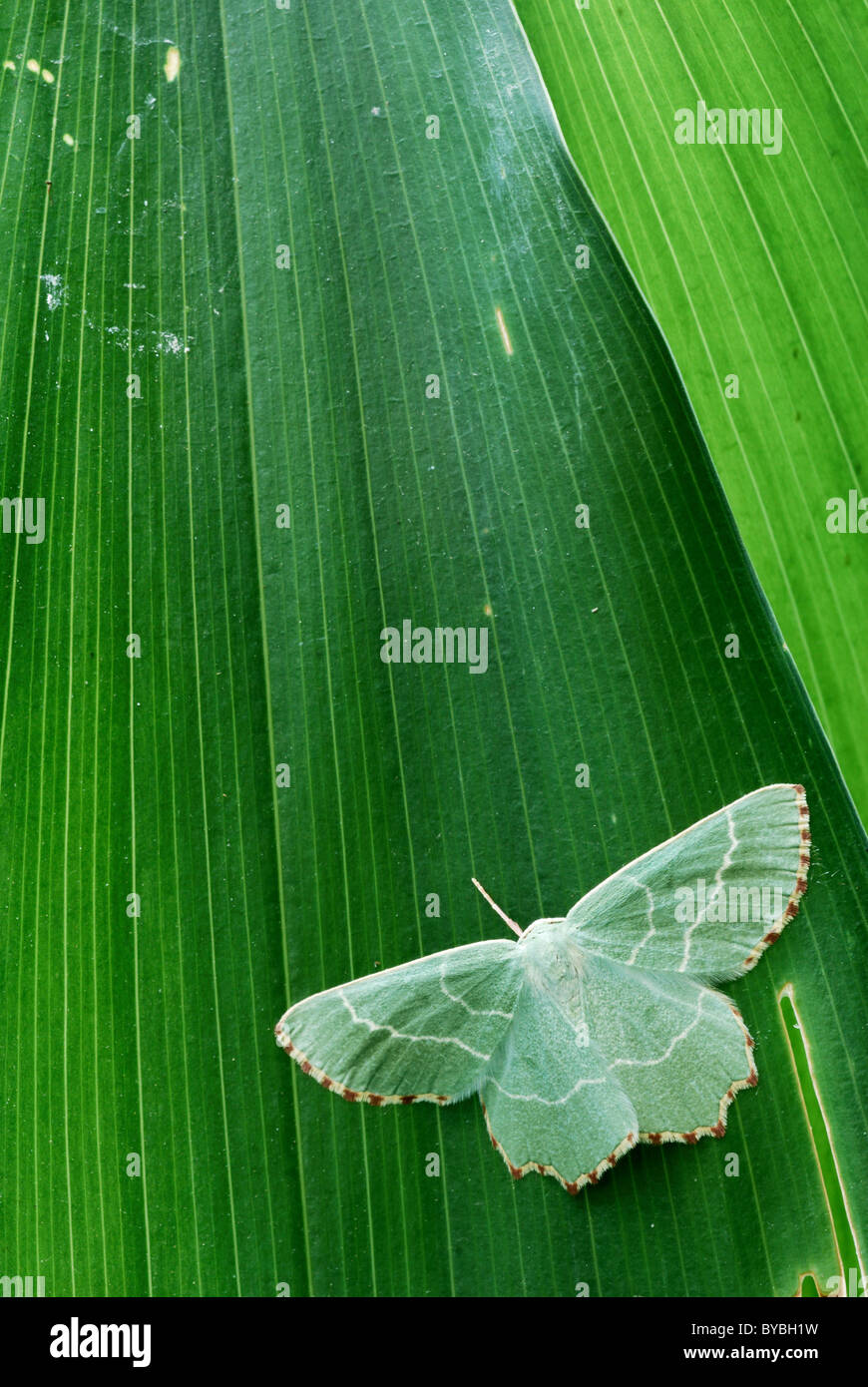 Green moth (Geometridae) on a green leaf Stock Photo - Alamy