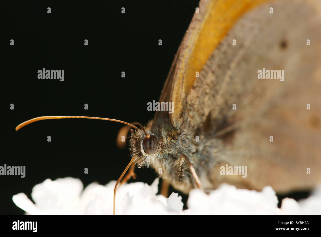 Close up butterfly face hi-res stock photography and images - Alamy