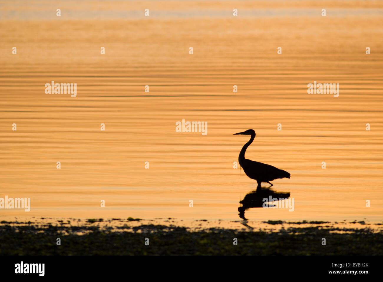 A Great Blue Heron walks the beach in search of food at Tramp Harbor on ...