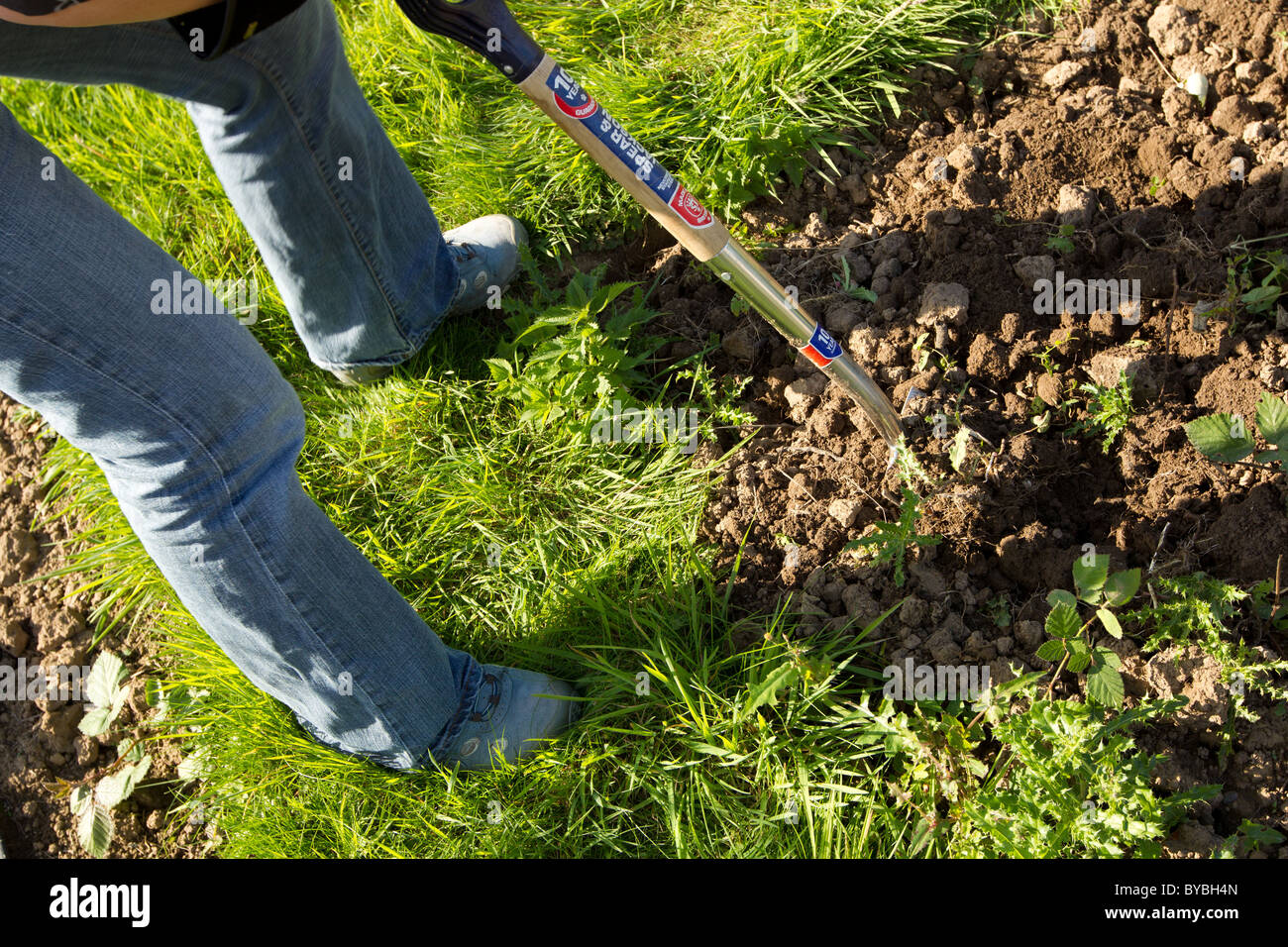 Digging an allotment Stock Photo - Alamy