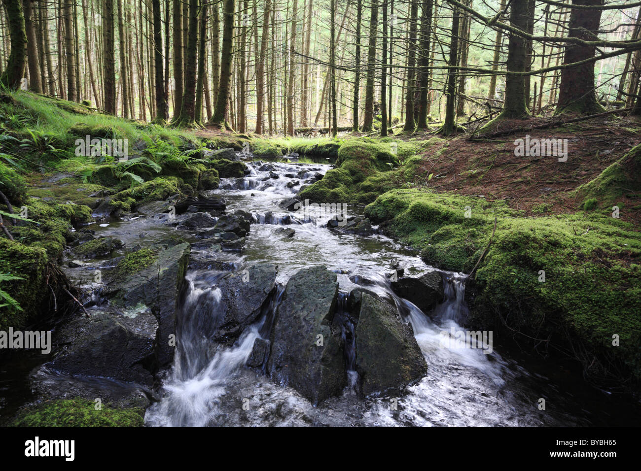 Galloway forest park hi-res stock photography and images - Alamy