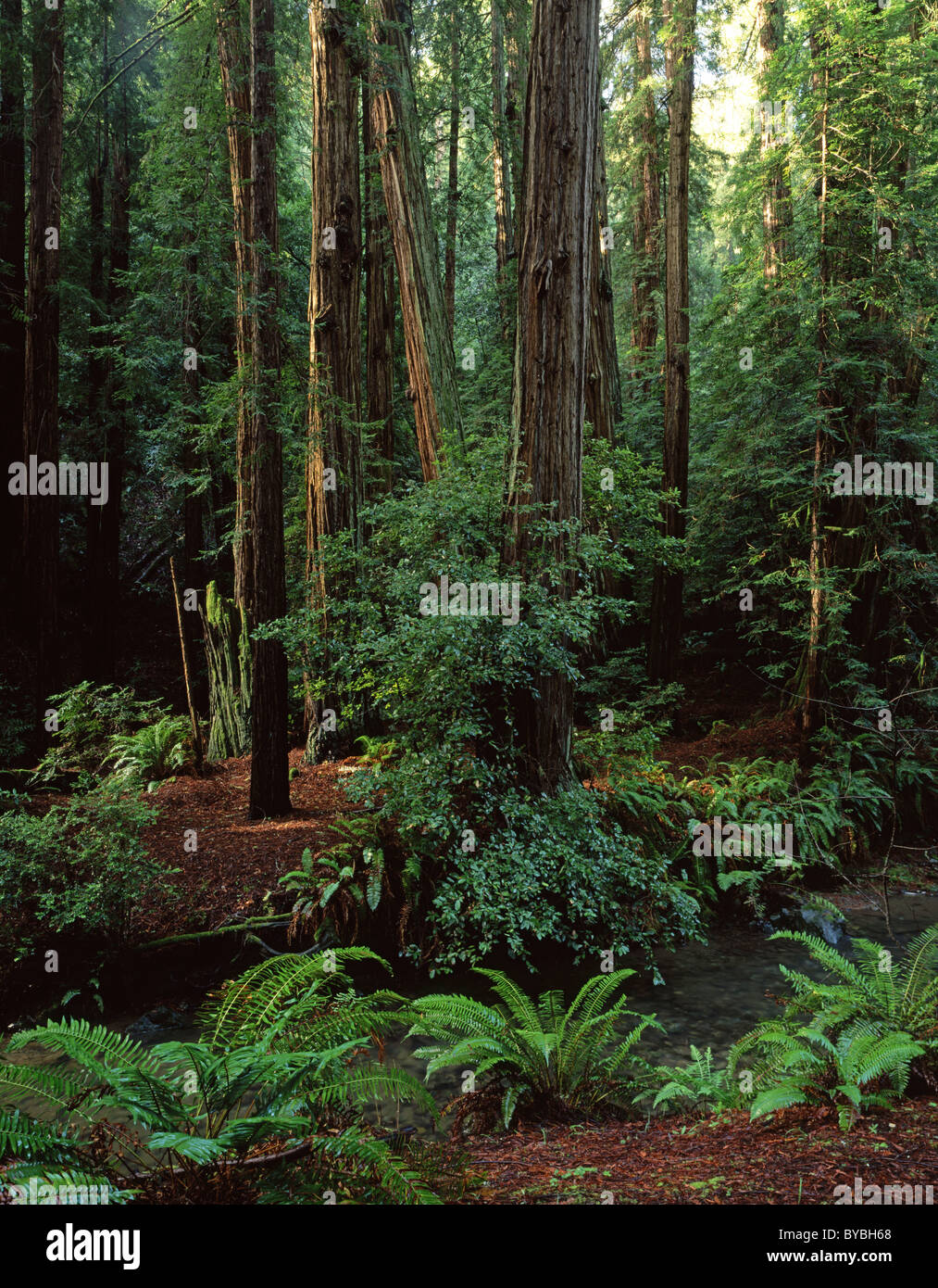 Redwood Forest, Muir Woods National Monument, California Stock Photo ...