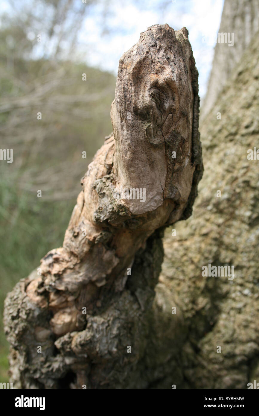 Elemental hi-res stock photography and images - Alamy