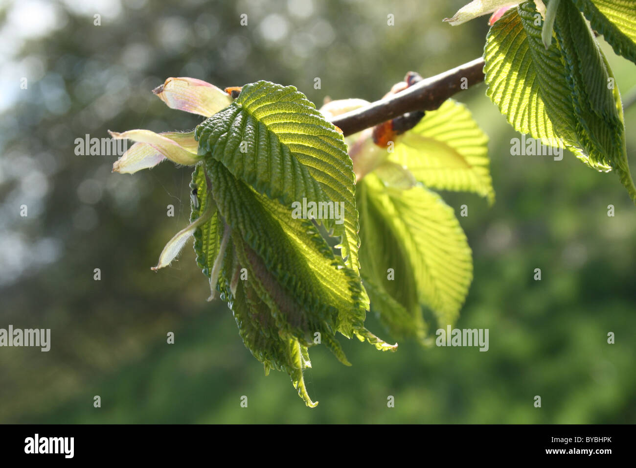 Summer trees leaves hi-res stock photography and images - Alamy
