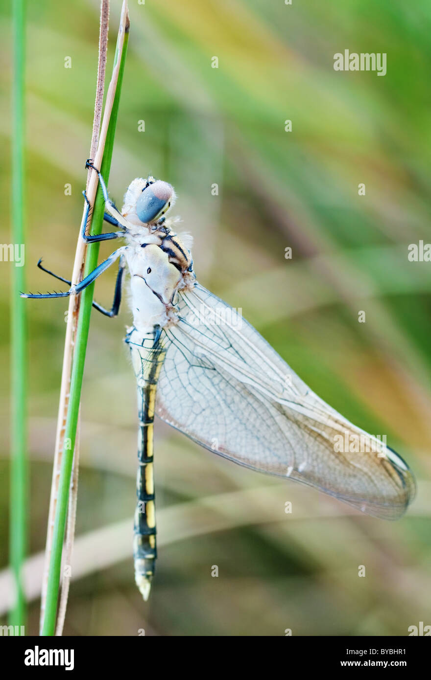 newly emerged dragonfly waits for the sun to warm its wings Stock Photo ...