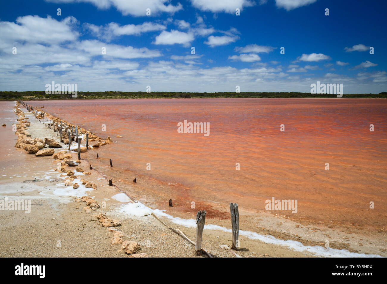 Pink algae hi-res stock photography and images - Alamy
