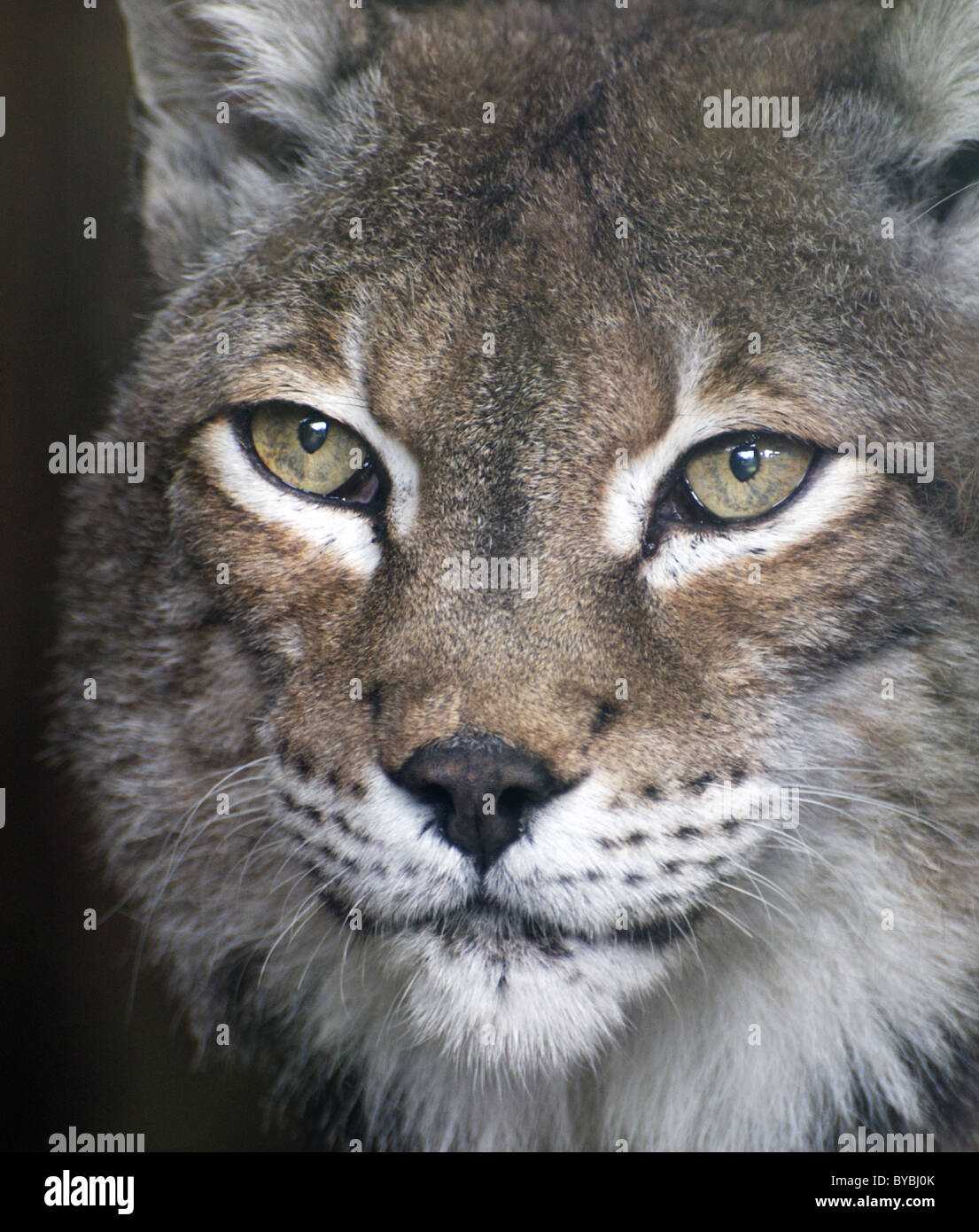 Northern lynx (face shot Stock Photo - Alamy