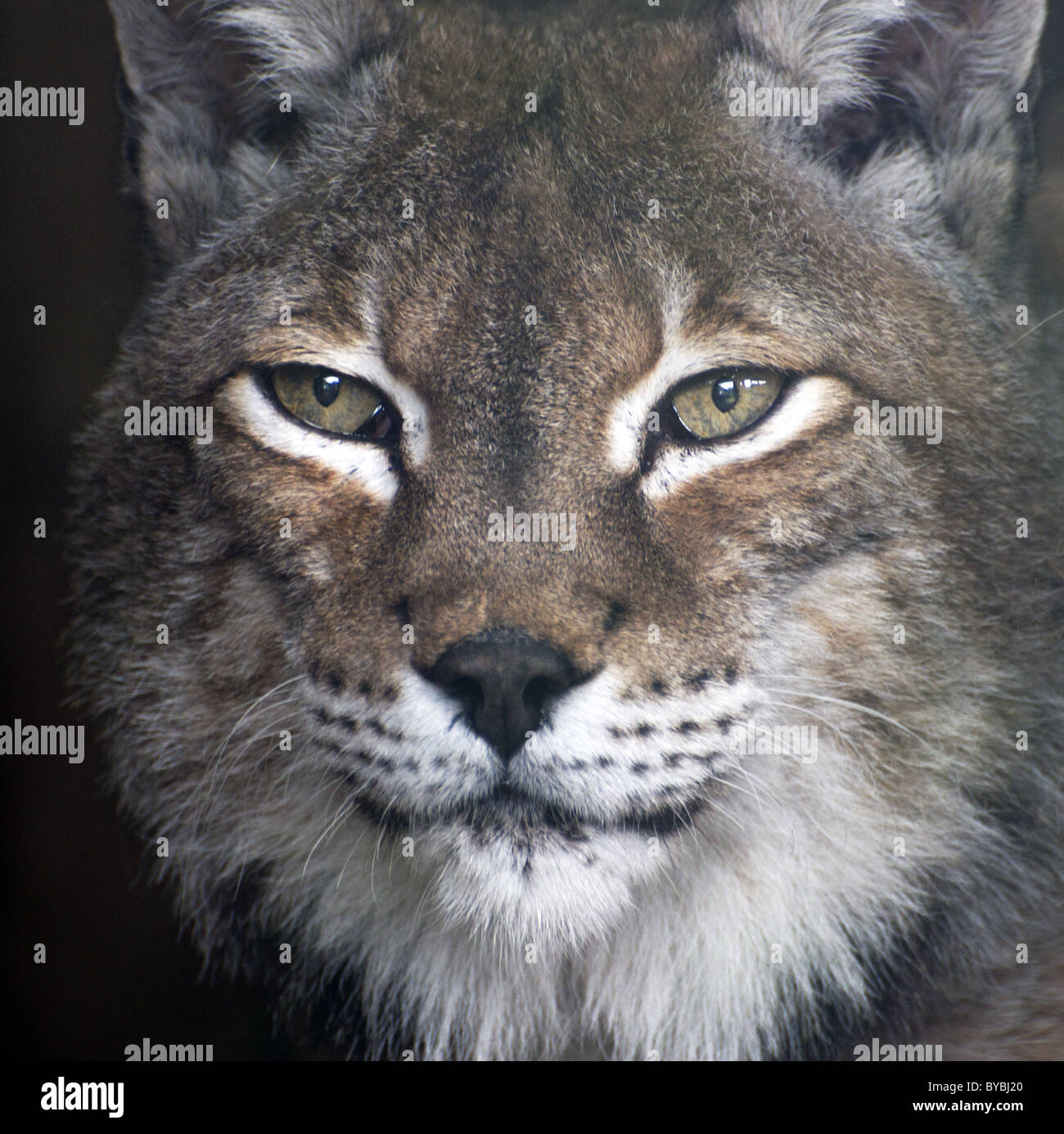 Northern lynx (face shot Stock Photo - Alamy