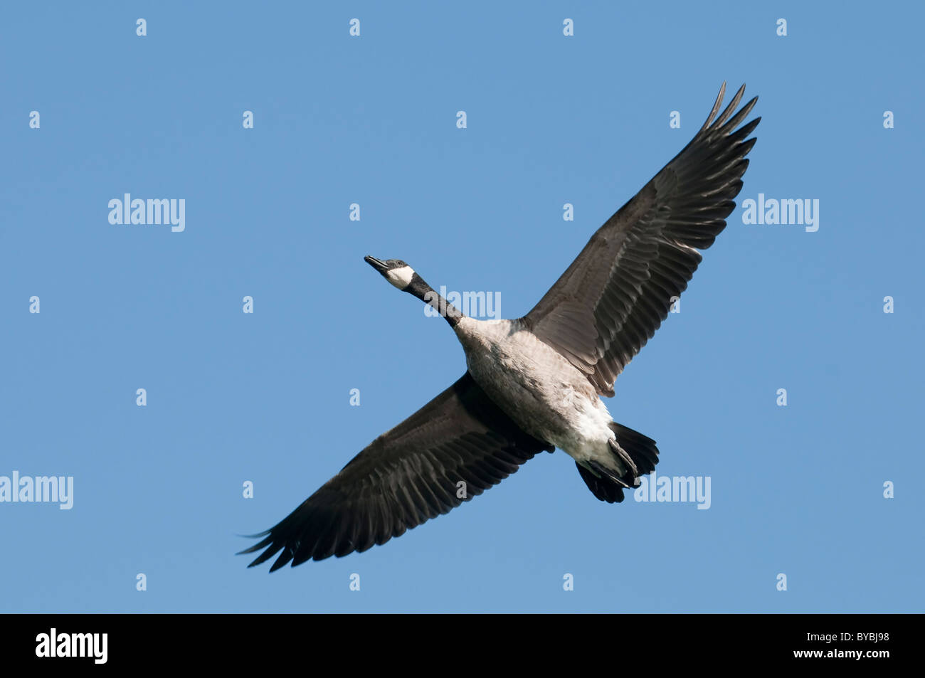 Canada Goose (Branta canadensis) in Flight Stock Photo - Alamy