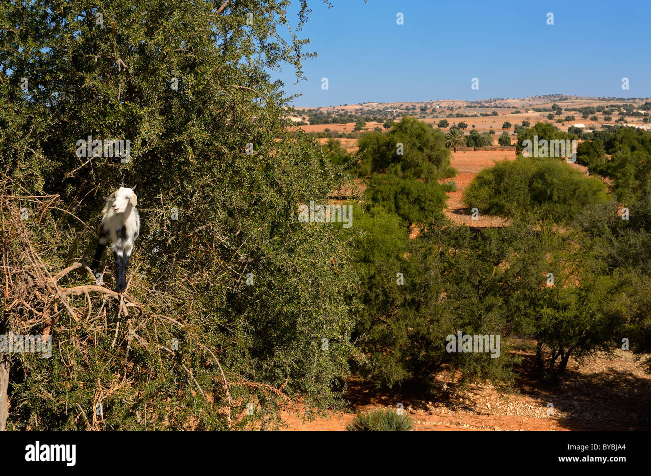 Argan tree hi-res stock photography and images - Alamy