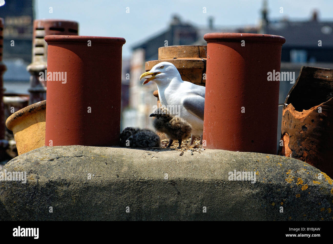 seagulls nesting on a Whitby rooftop england uk Stock Photo - Alamy