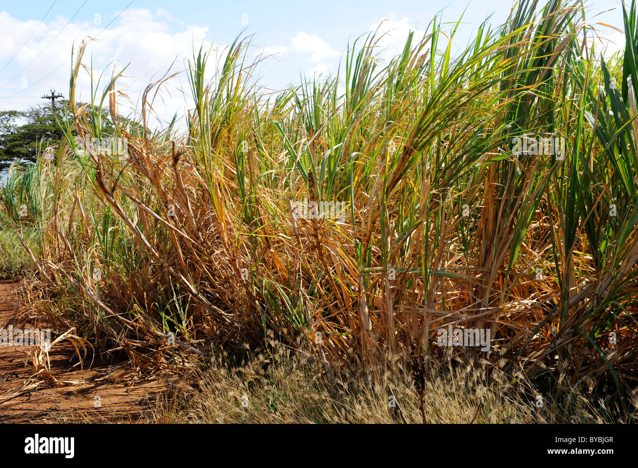 Puunene hi-res stock photography and images - Alamy