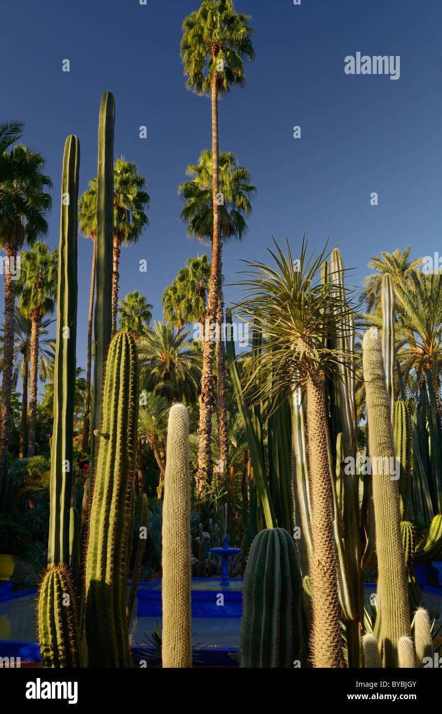 Cacti and palm trees hi-res stock photography and images - Alamy