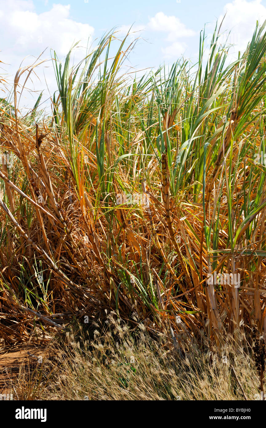 Sugar cane field hawaii hi-res stock photography and images - Alamy