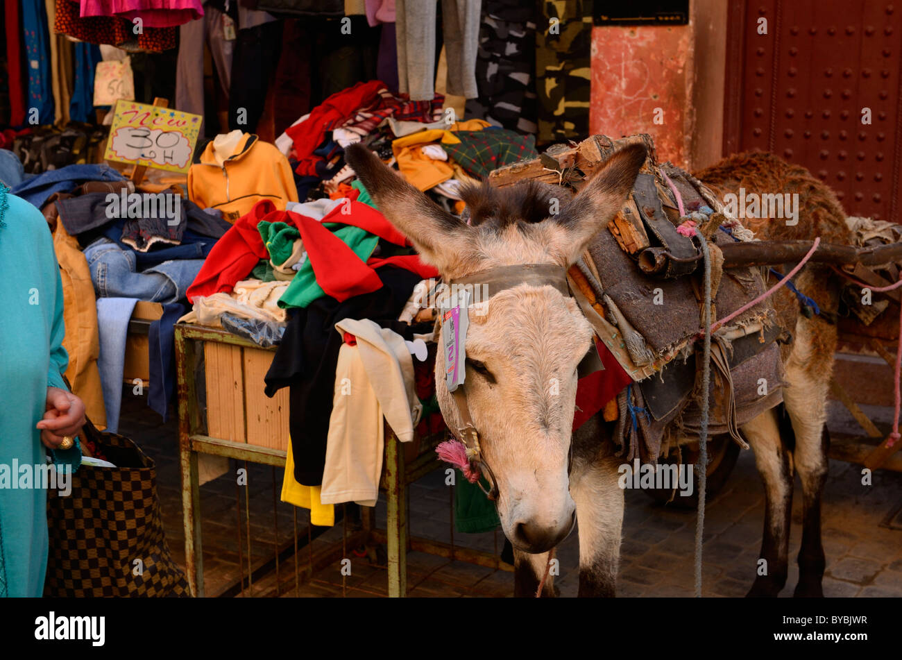 Donkey standing next to a clothes bin in the souk of Marrakech Morocco ...