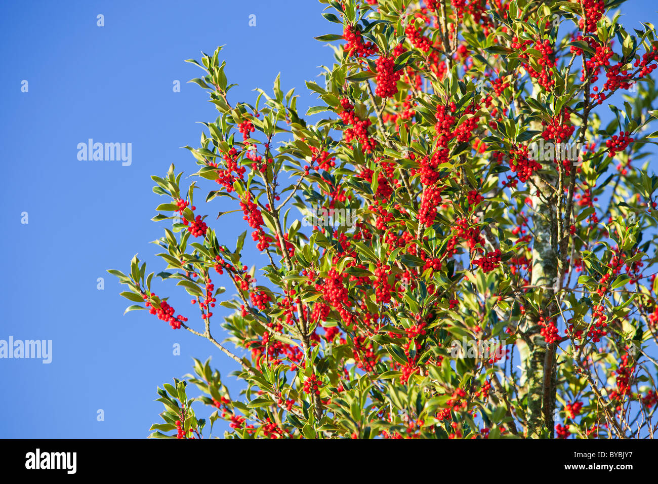 Red berries on a Holly Tree, Lake District, UK Stock Photo - Alamy