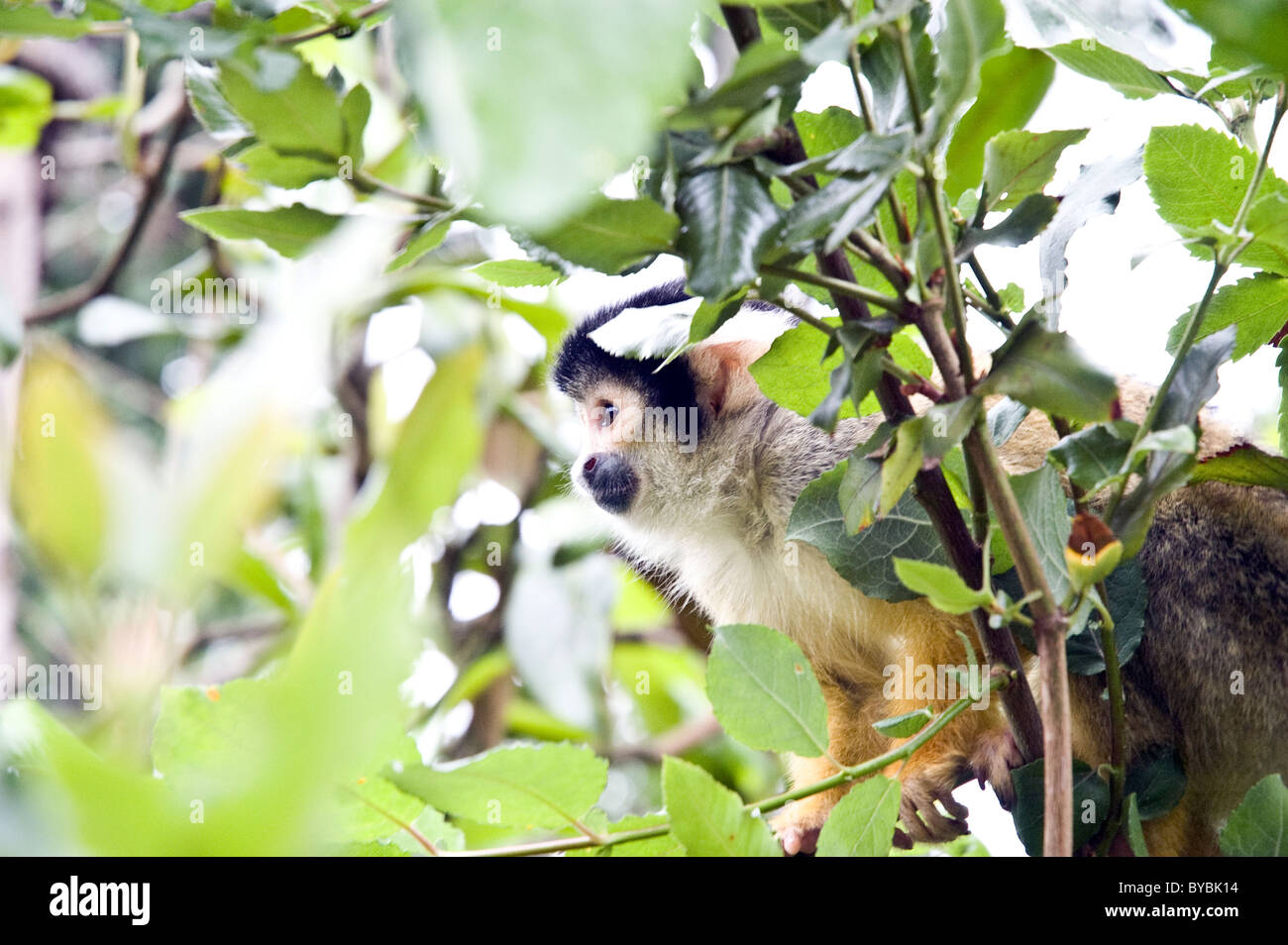 Monkey looking out from tree Stock Photo - Alamy