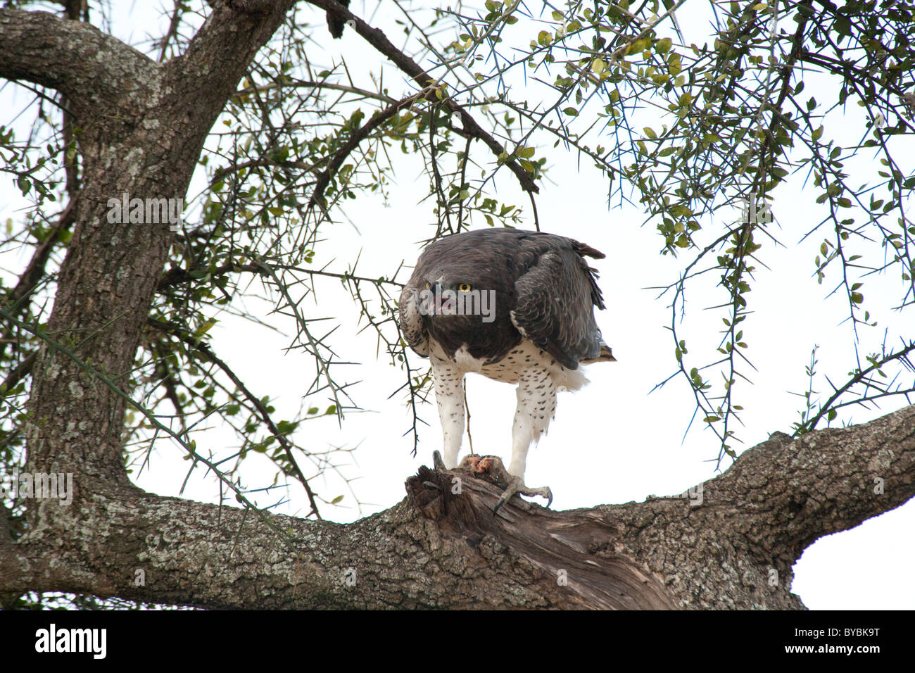Martial Eagle in a tree in the Masai Mara, Kenya Stock Photo - Alamy