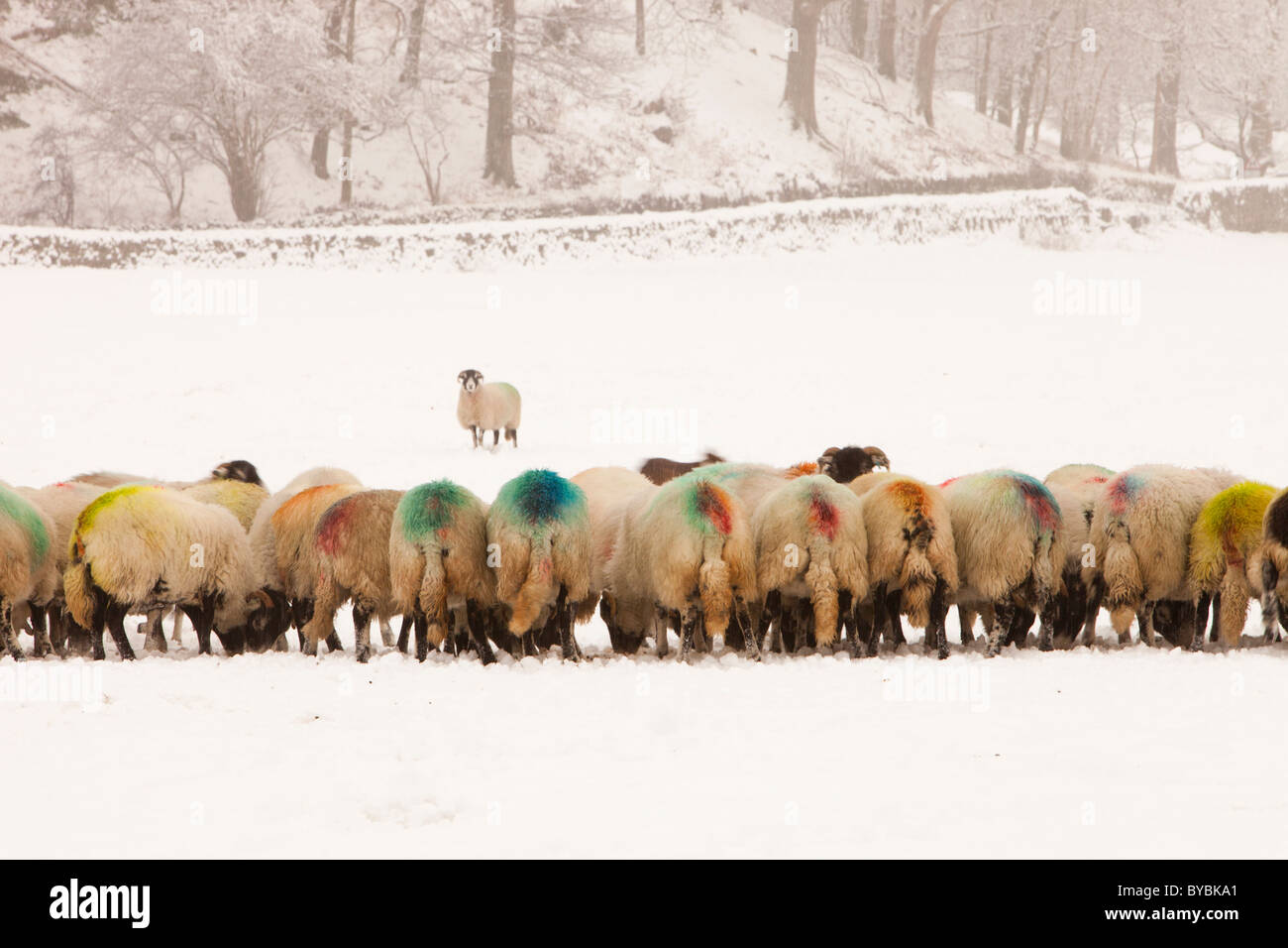 Sheep backside hi-res stock photography and images - Alamy