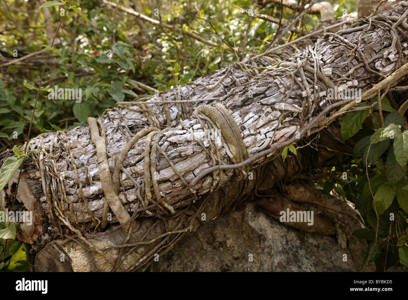 Aged old trunk cut fallen Mexico jungle gum tree Stock Photo - Alamy