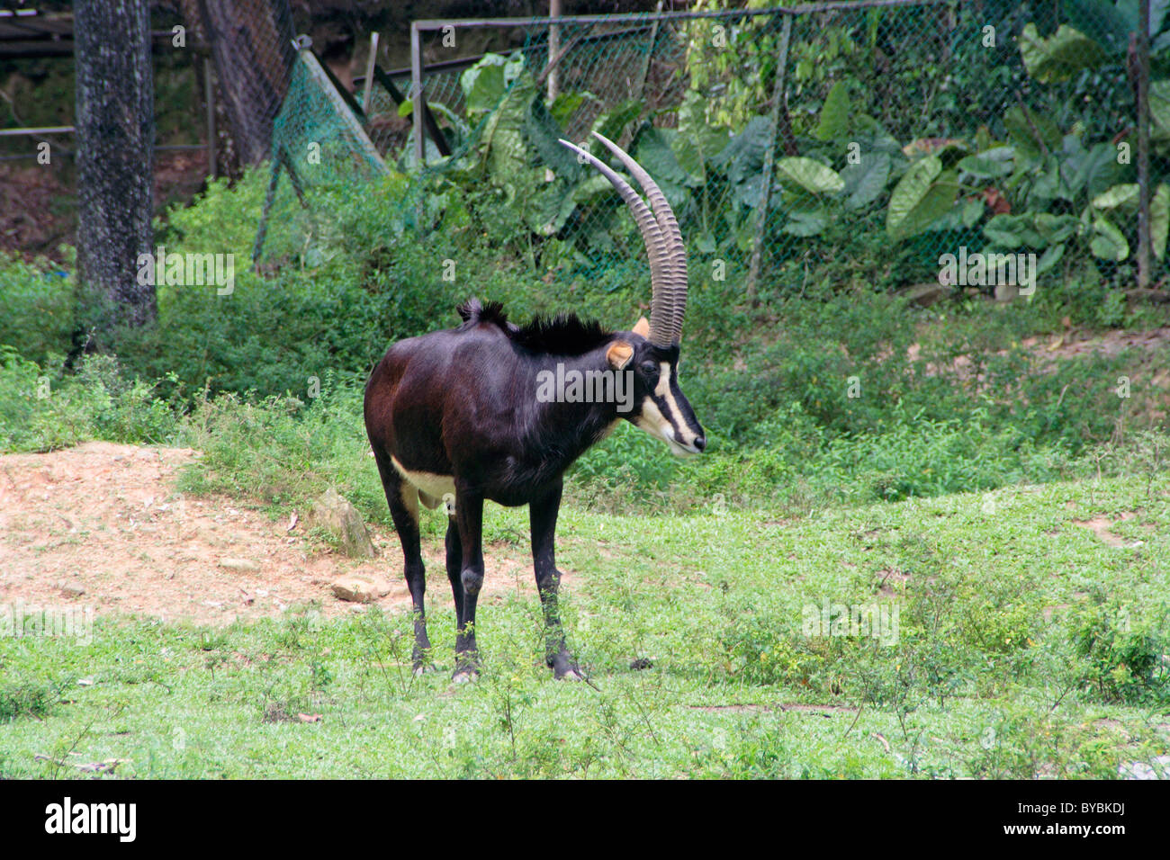 Sable antelope (hippotragus niger) at the Malaysian National Zoo Stock ...