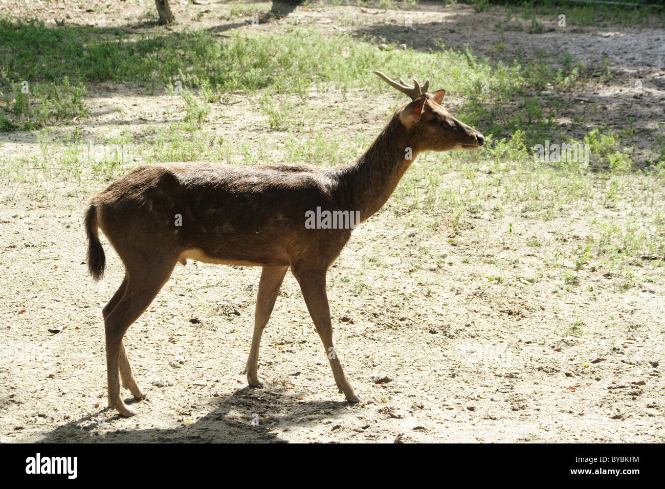 Cervus timorensis hi-res stock photography and images - Alamy