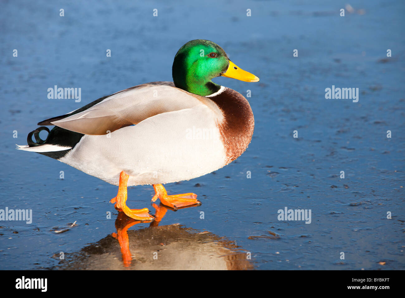 Mallard duck feet hi-res stock photography and images - Alamy
