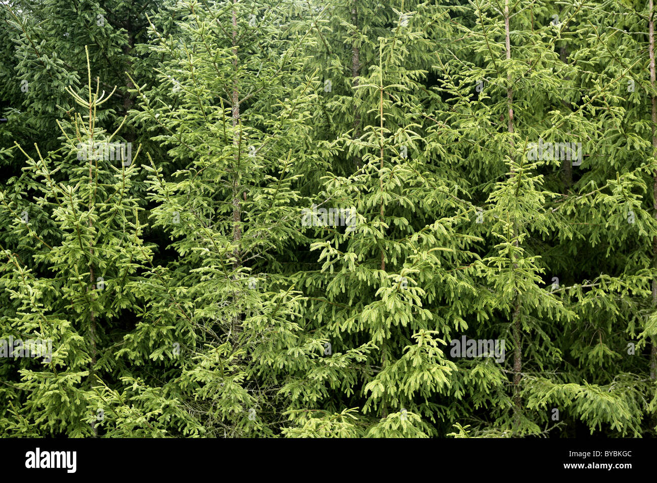 Fir pine trees green mountain texture in Pyrenees Spain Stock Photo - Alamy