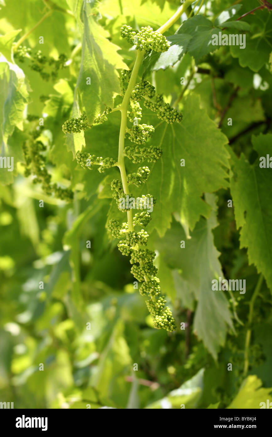 vineyard with little baby grapes growing sprouts spring Spain Stock ...