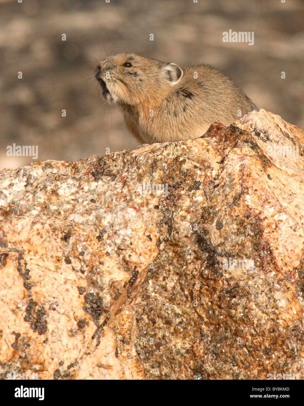 Pika calling hi-res stock photography and images - Alamy