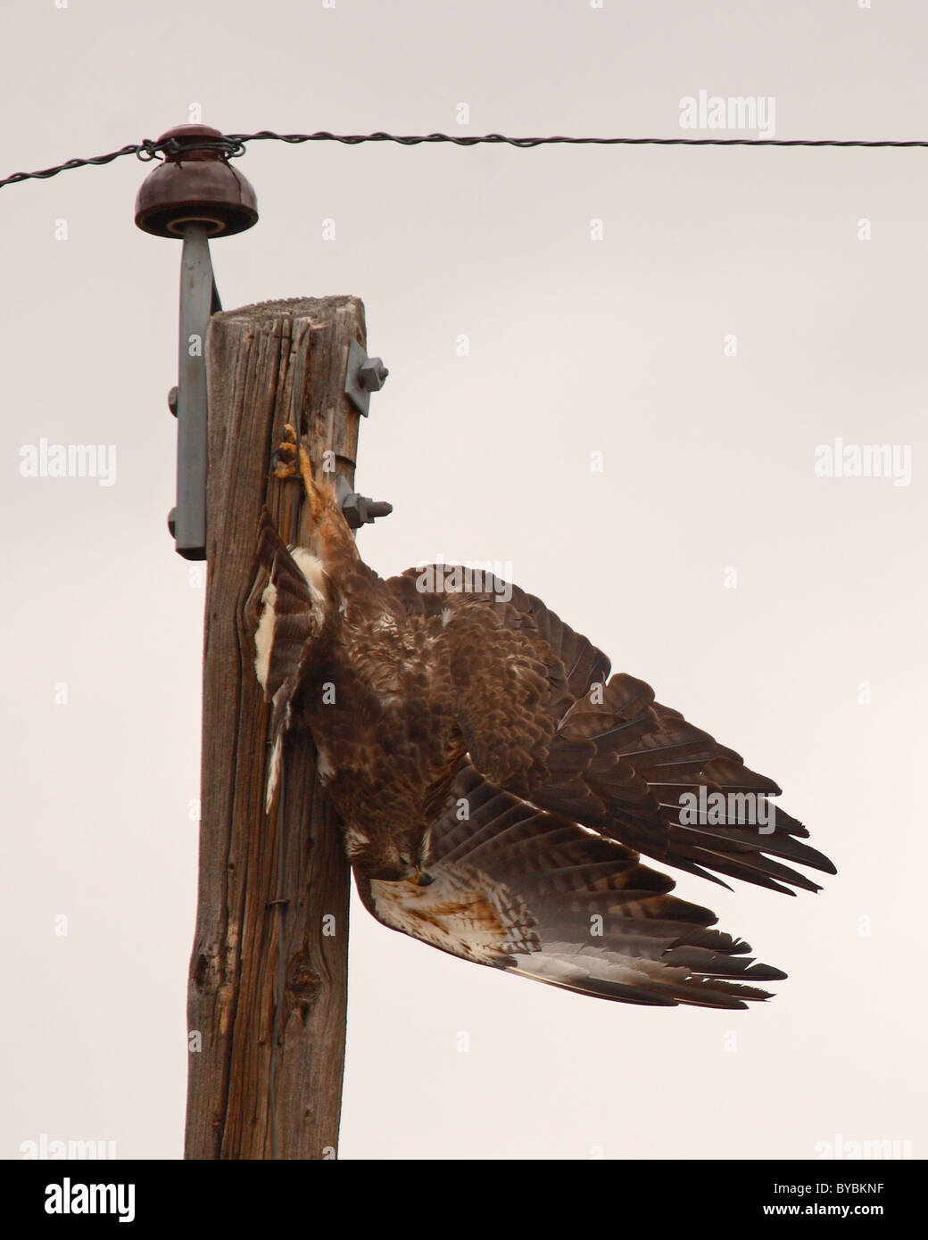 Rough legged hawk hi-res stock photography and images - Alamy