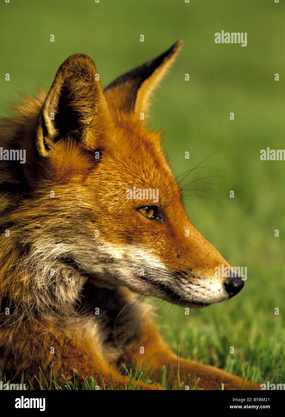 Fox nose hi-res stock photography and images - Alamy