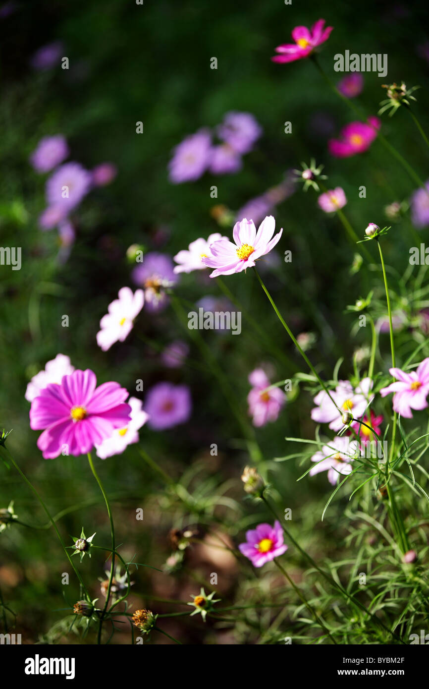 Flowers of bangladesh hi-res stock photography and images - Alamy