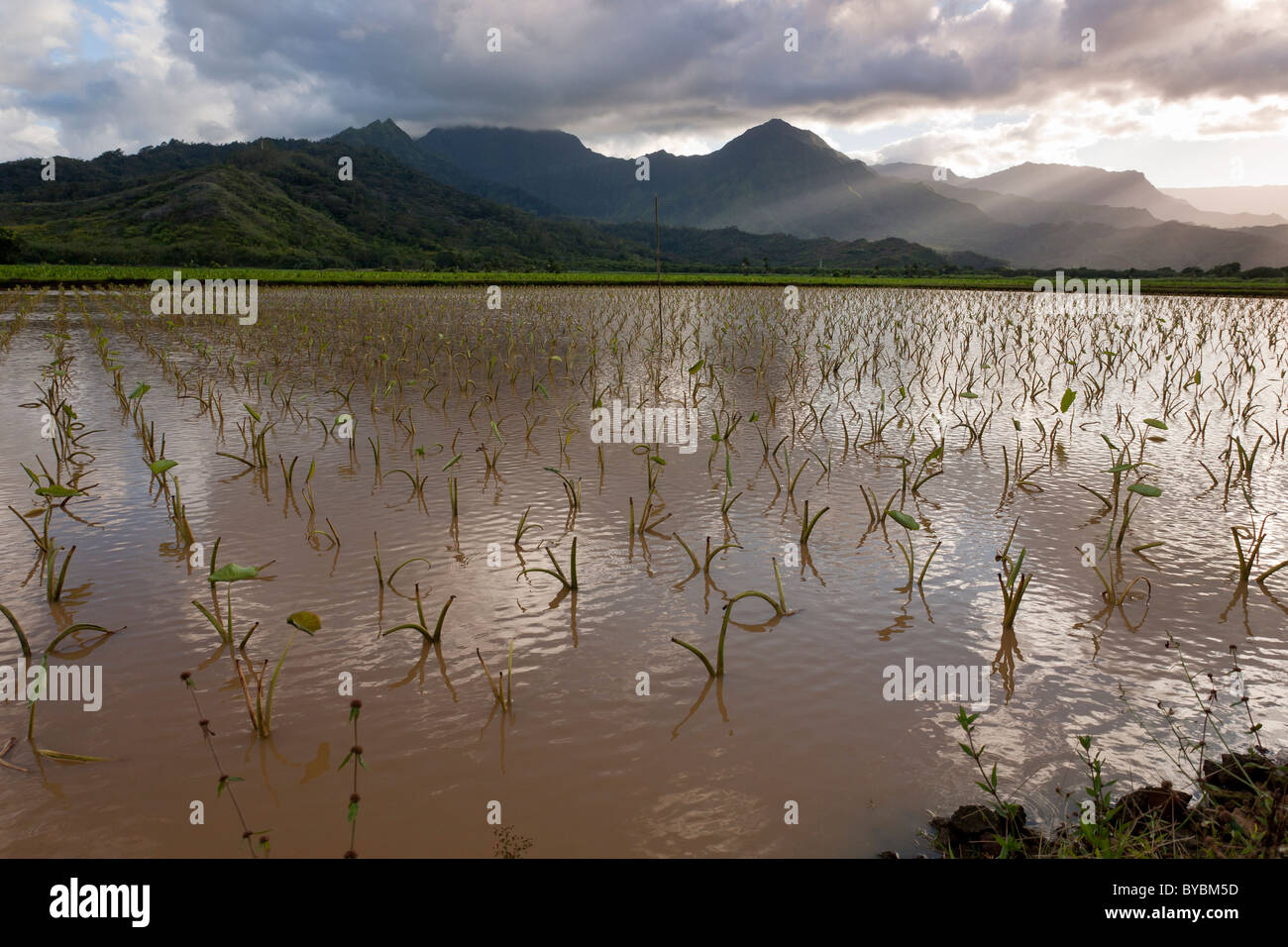 Muddy flooded field of Taro sprouts near Hanalei. A flooded field of ...