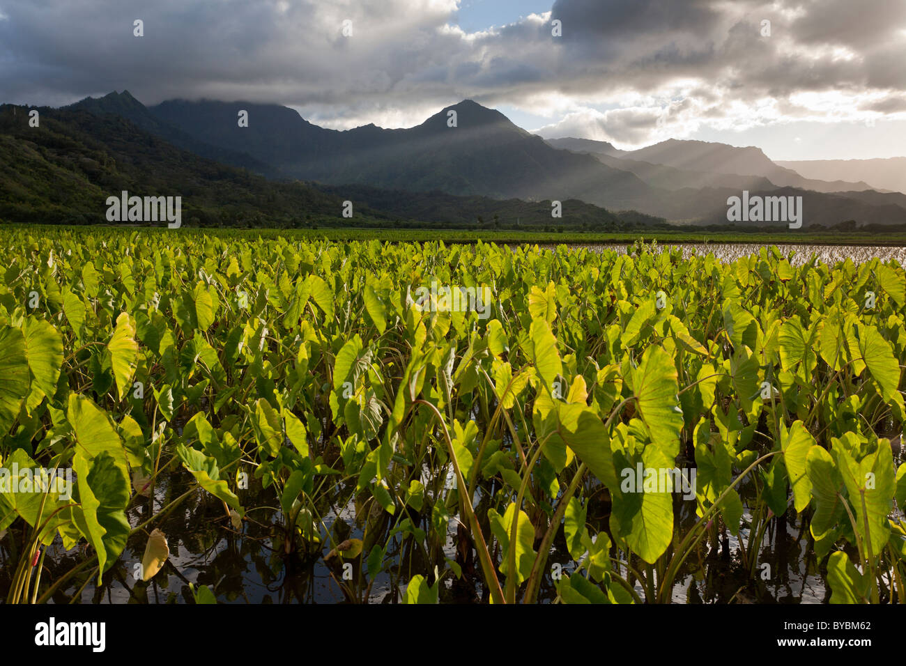 Taro leaves hi-res stock photography and images - Alamy