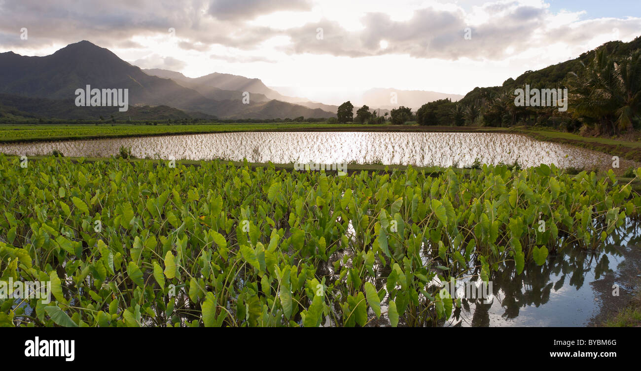 Flooded Taro Fields near Hanalei. Flooded fields of taro and young ...