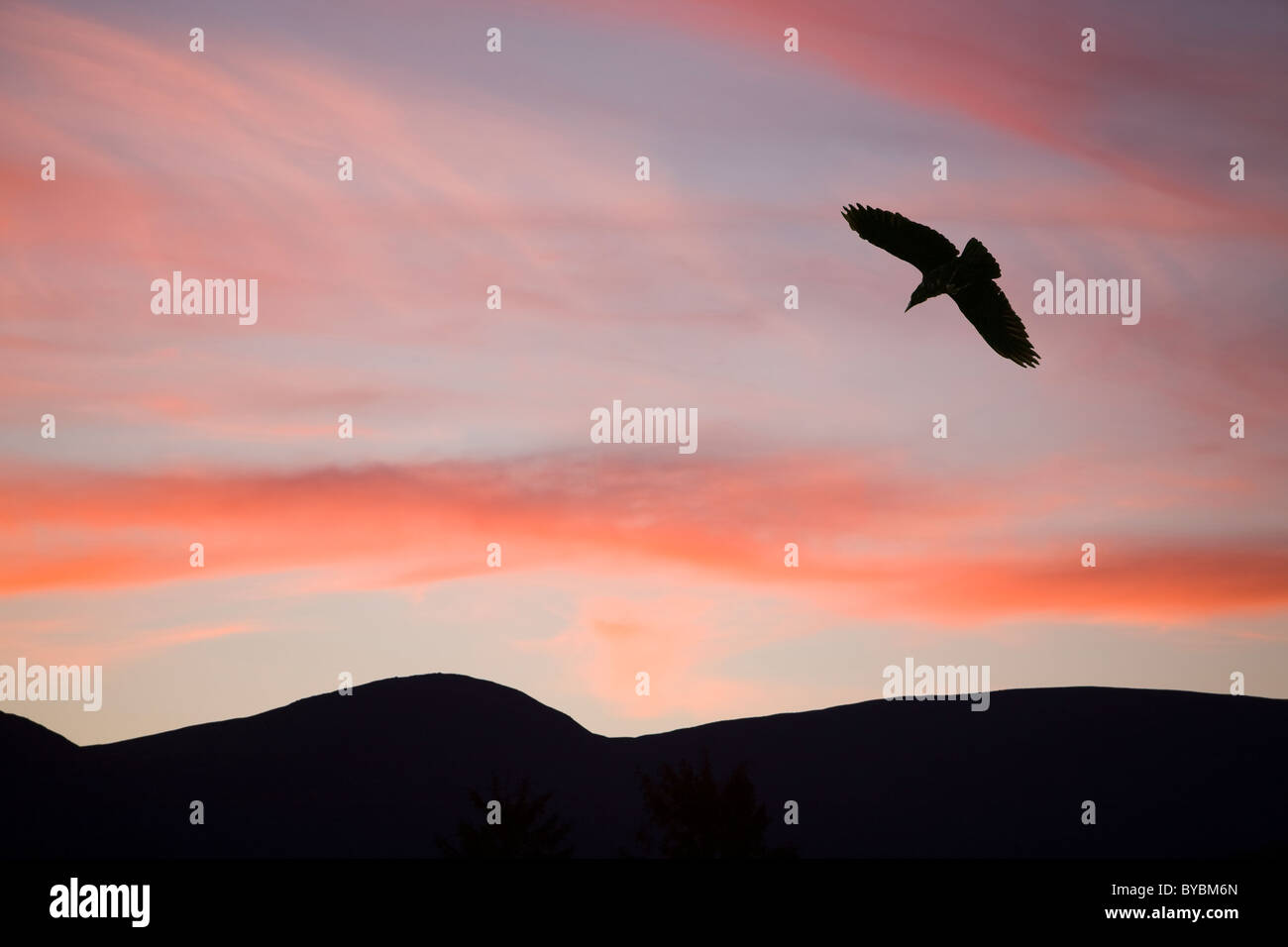 Raven flying hi-res stock photography and images - Alamy