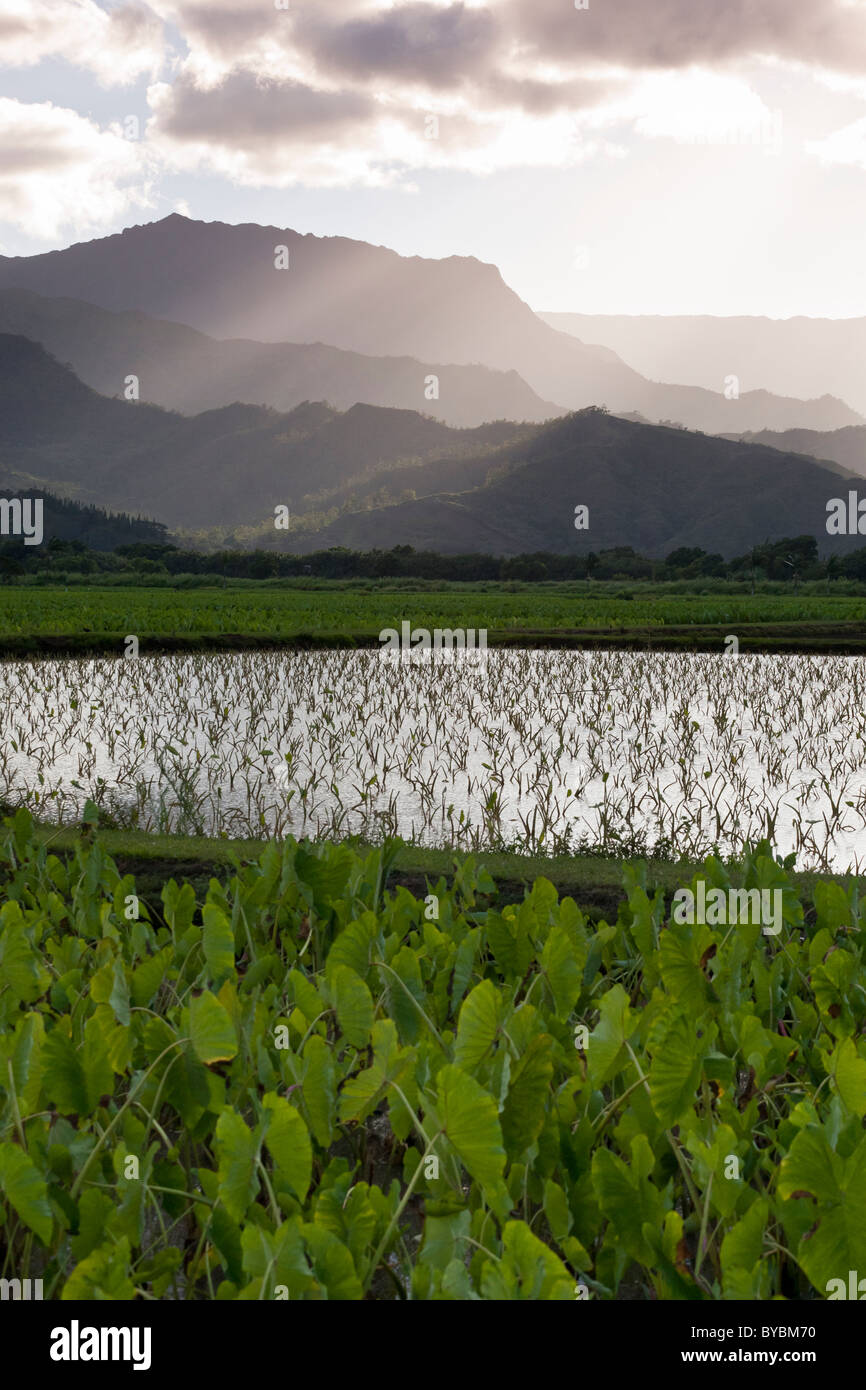 Flooded Taro Fields and mountains. Flooded fields of taro in the ...
