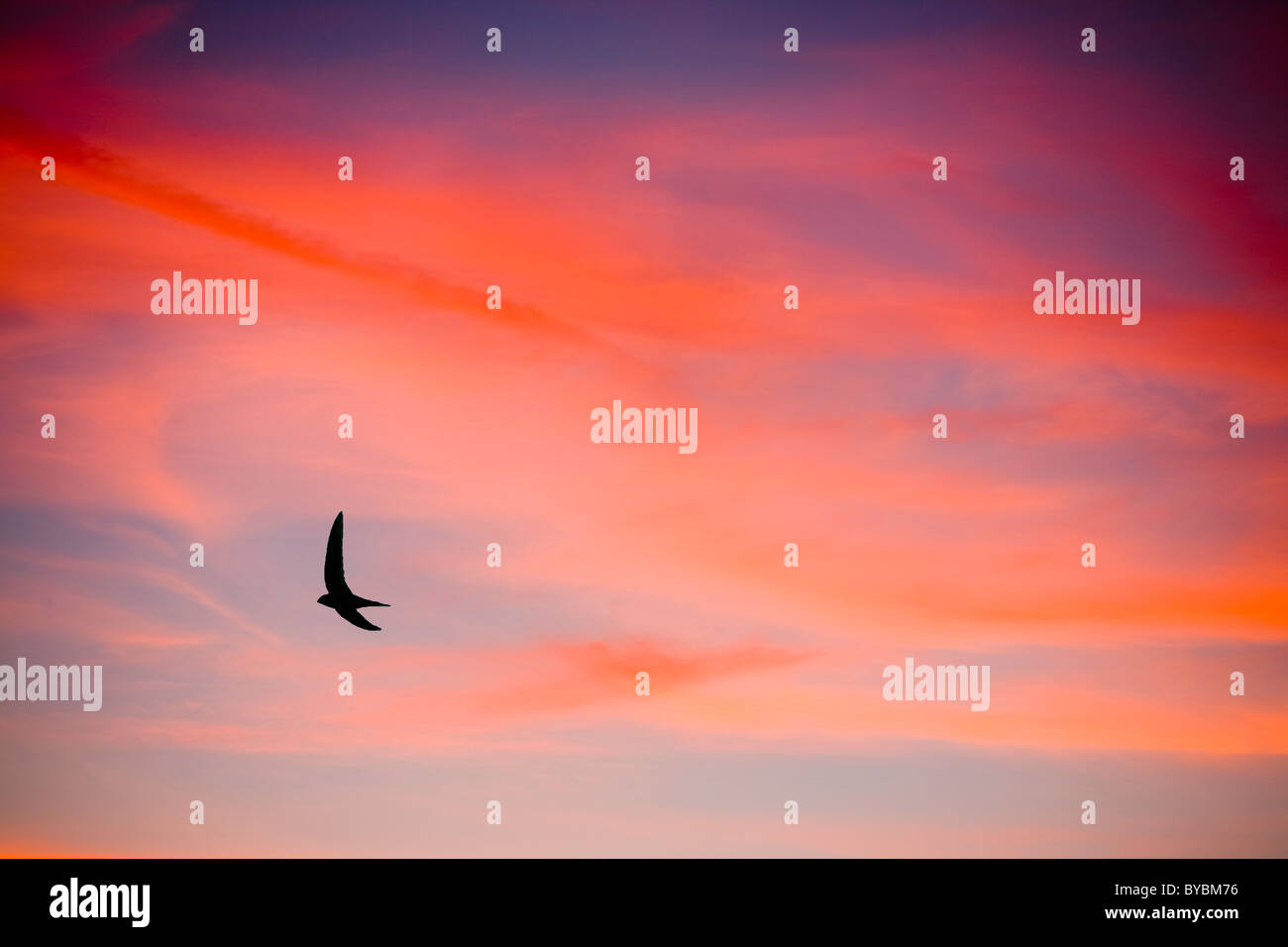 Wing bird speed fast hi-res stock photography and images - Alamy