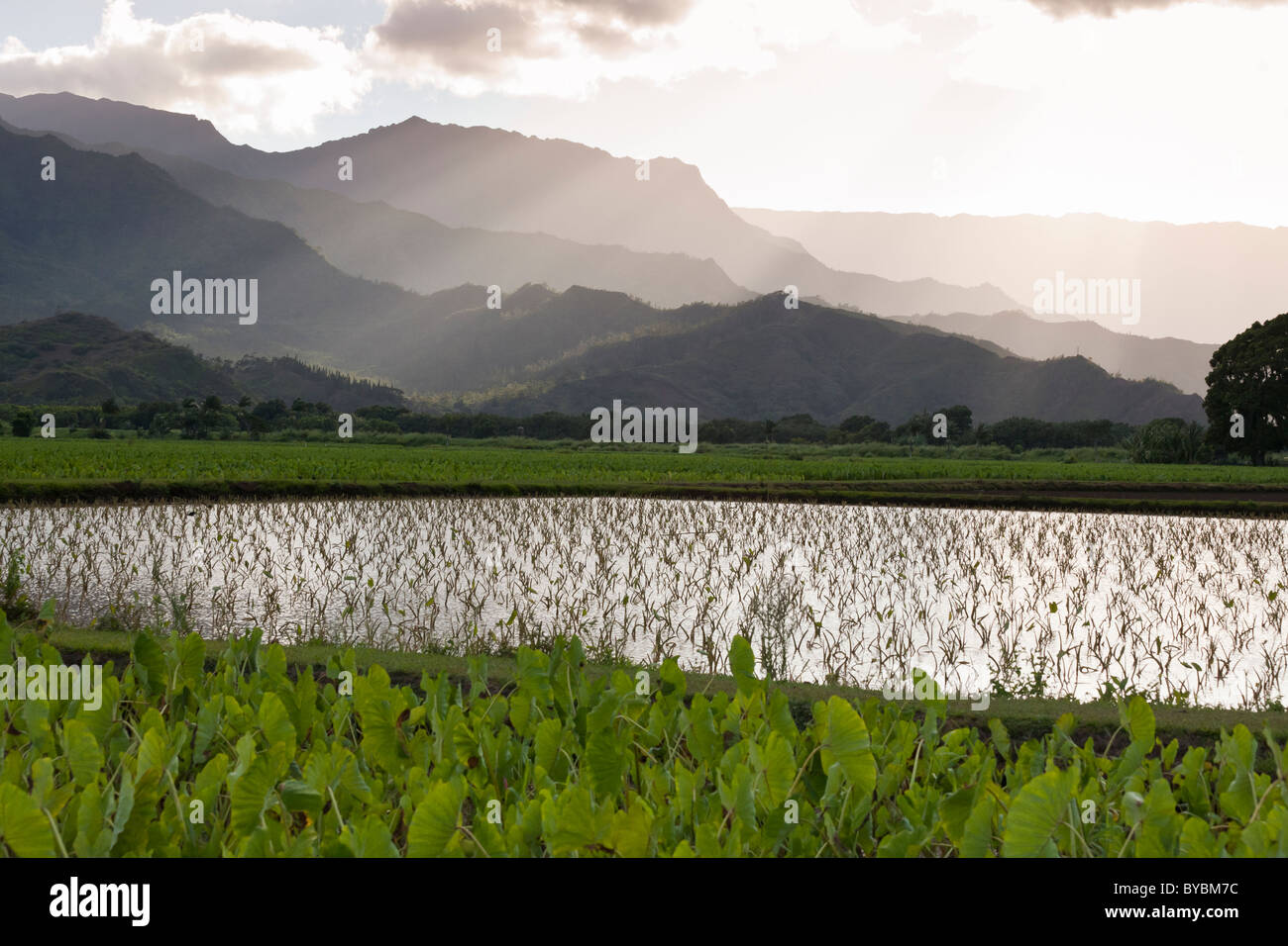 Flooded paddy field hi-res stock photography and images - Alamy