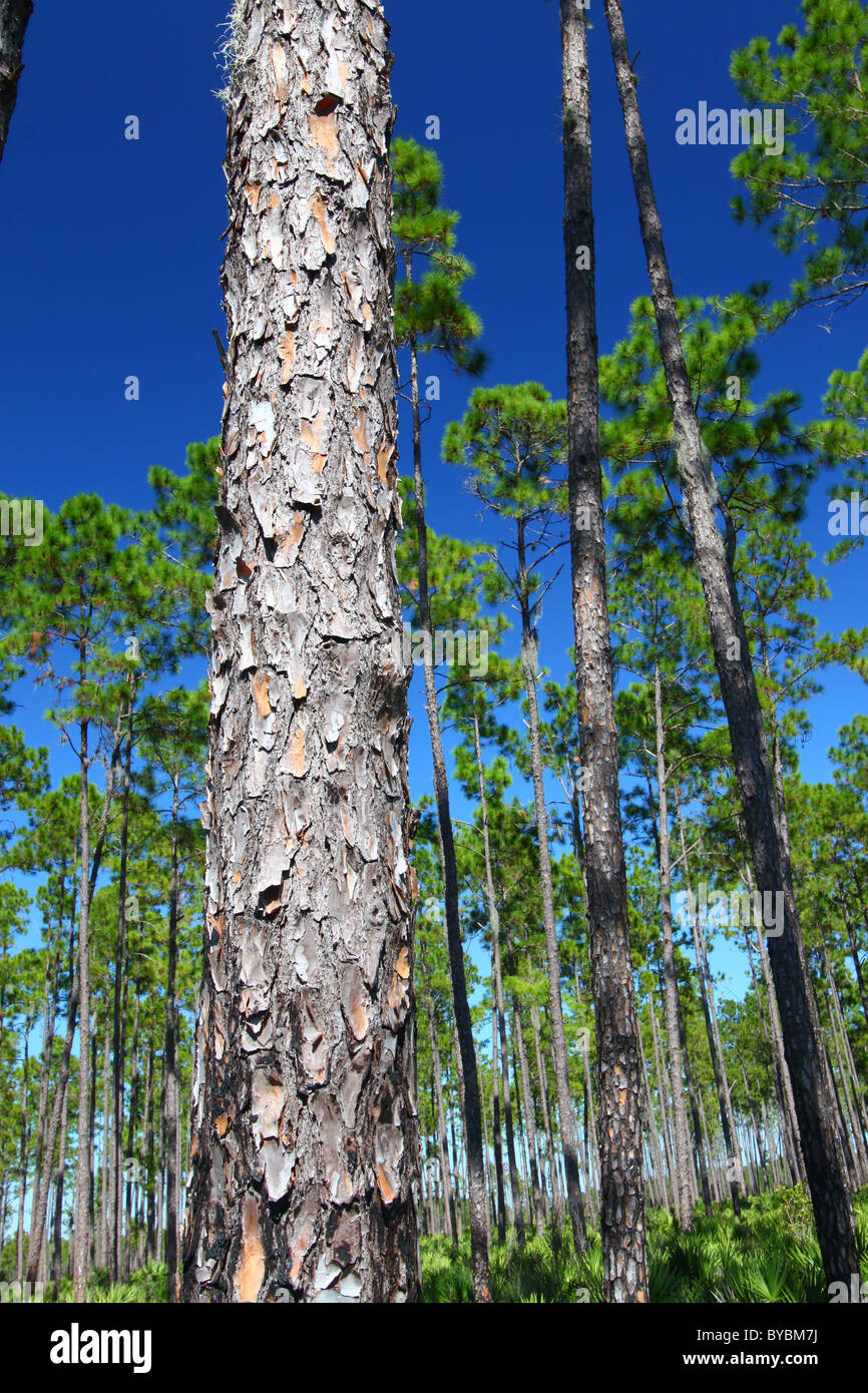 Pine Flatwoods - Florida Stock Photo - Alamy